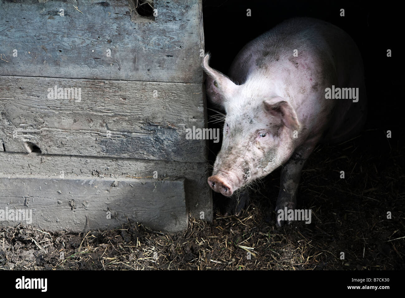 Pig emerging from stie Netherlands Stock Photo - Alamy