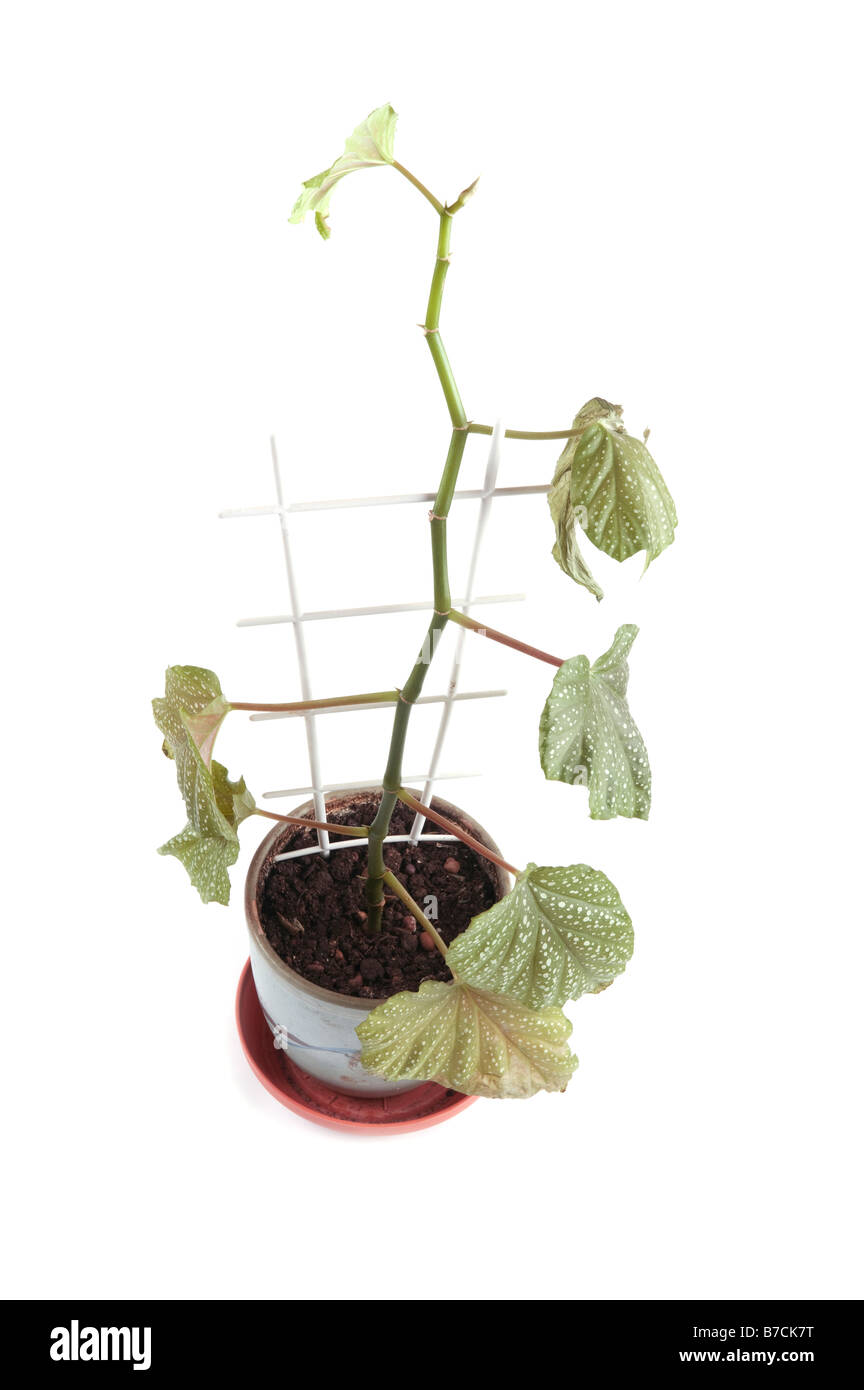 object on white flower indoor plants closeup Stock Photo - Alamy