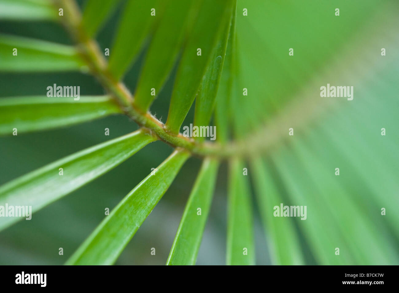 Leaf detail, Cycad, primitive plant Stock Photo - Alamy