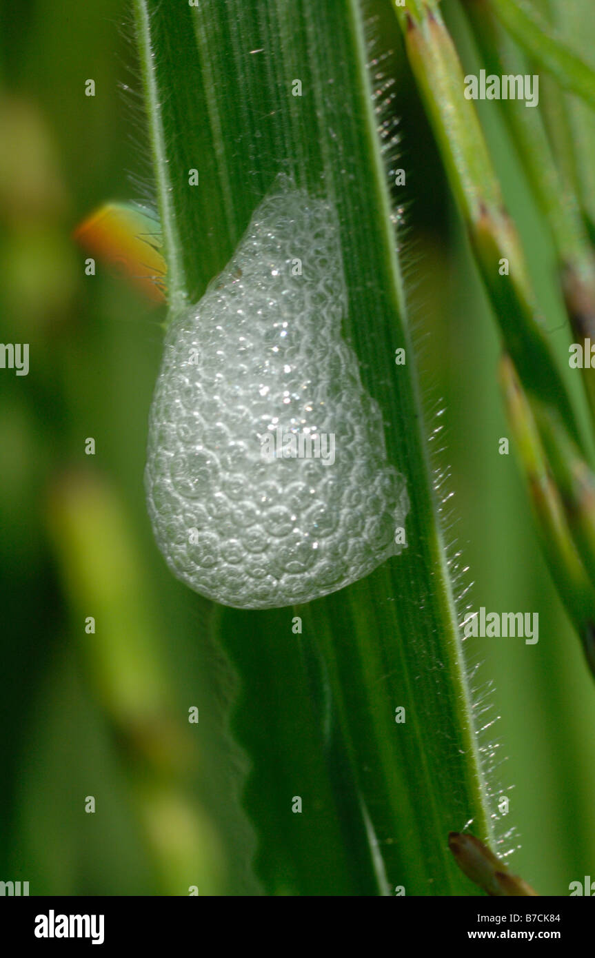 Cuckoo Spit Philaenus High Resolution Stock Photography and Images - Alamy