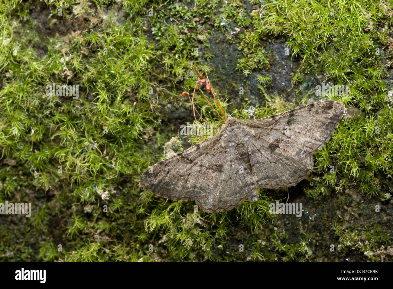 Mottled beauty alcis repandata hi-res stock photography and images - Alamy