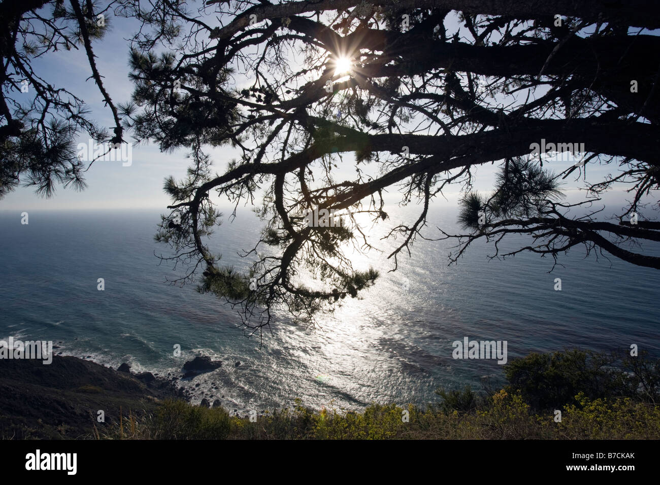 Tree branch with ocean view hi-res stock photography and images - Alamy