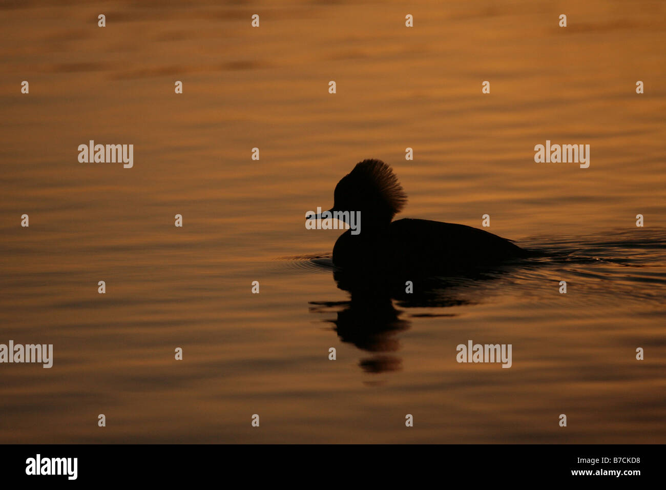 Duck at sunset Stock Photo - Alamy