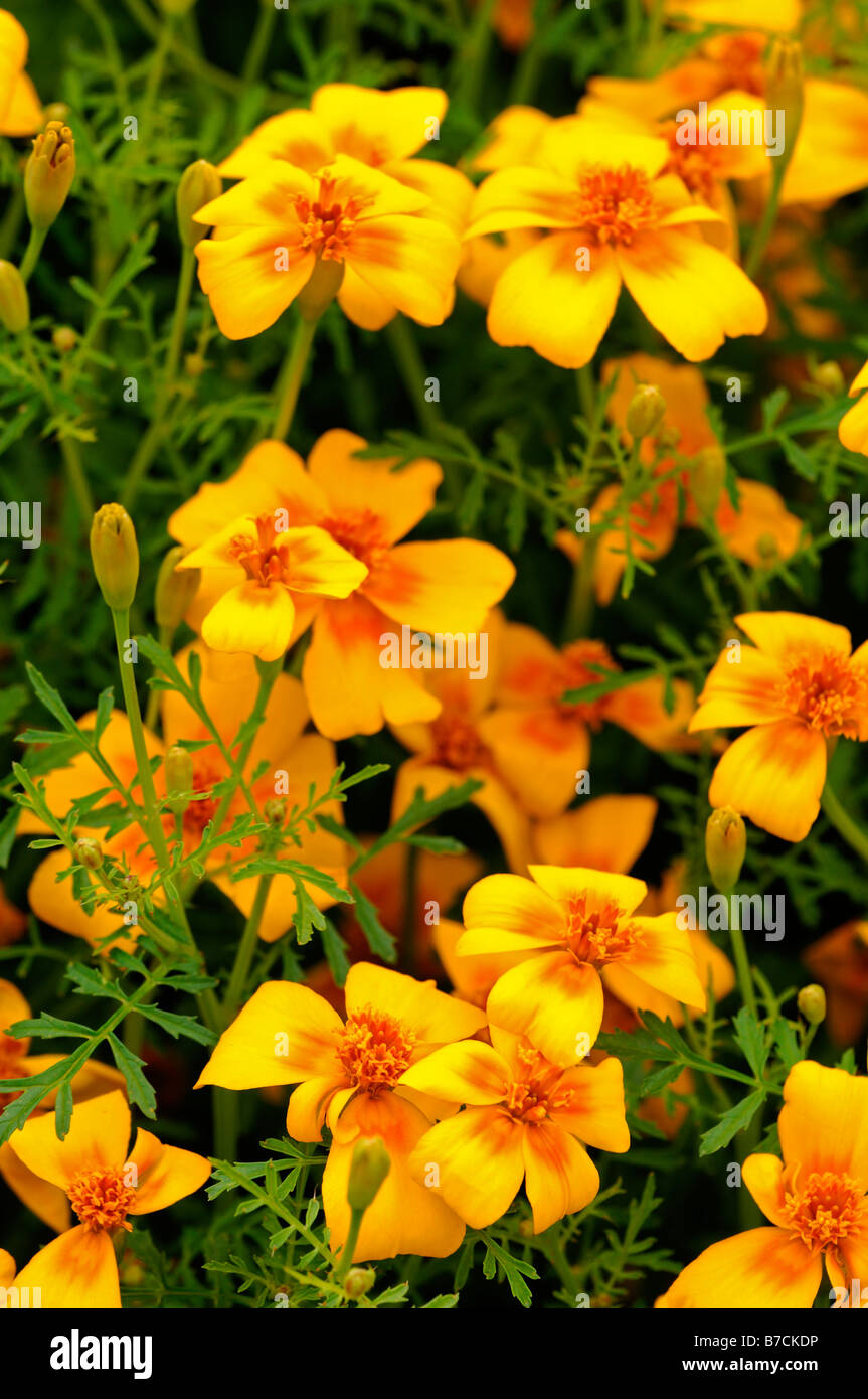 Tagetes Tenuifolia golden Gem signata pumila Signet French Marigold ...
