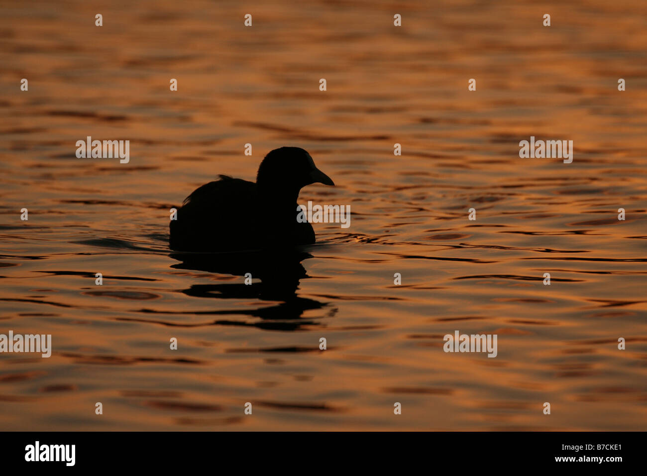 Coot silhouette hi-res stock photography and images - Alamy