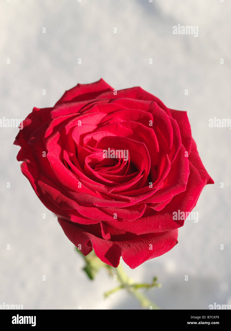 Red rose in snow hi-res stock photography and images - Alamy