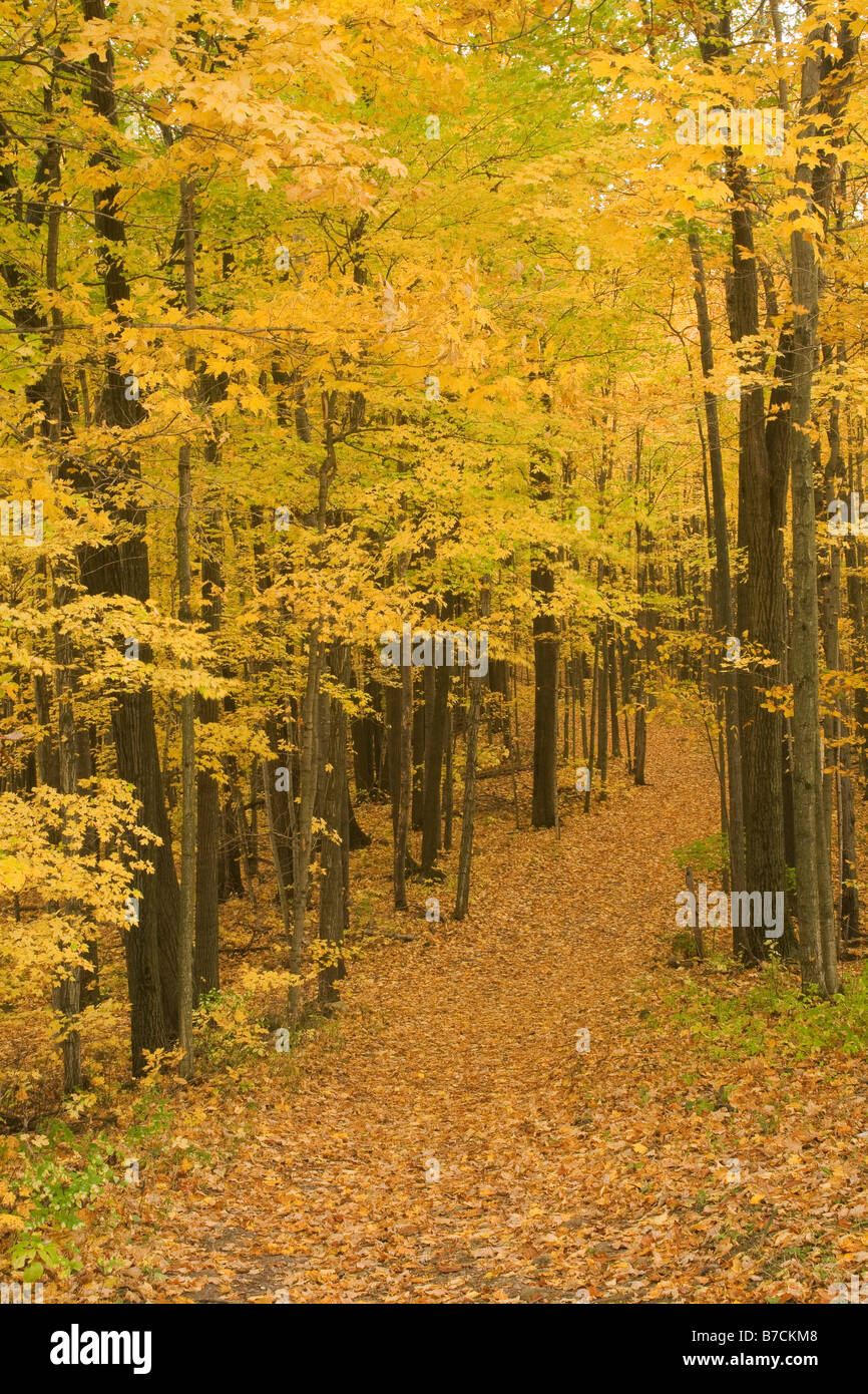 Parnell observation tower trail hi-res stock photography and images - Alamy