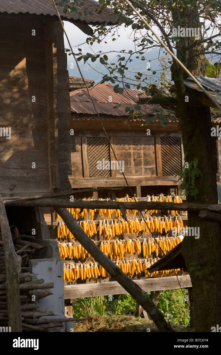 Corn hung to dry beside a an old wooden storage shack Rize Black Sea ...