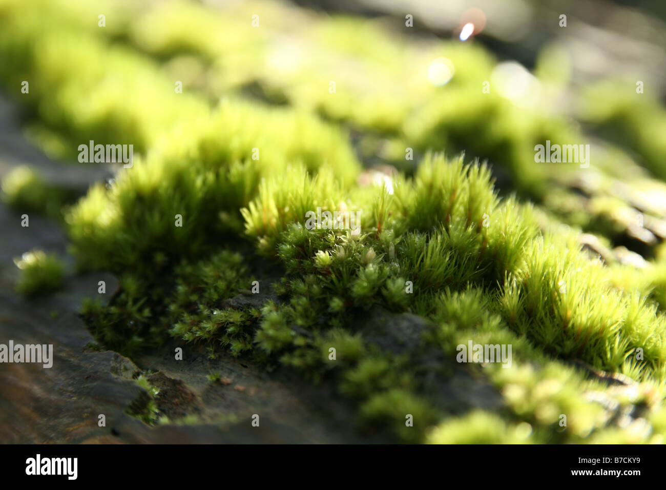 A macro shot of sunlight shining through moss on a fallen tree Stock ...