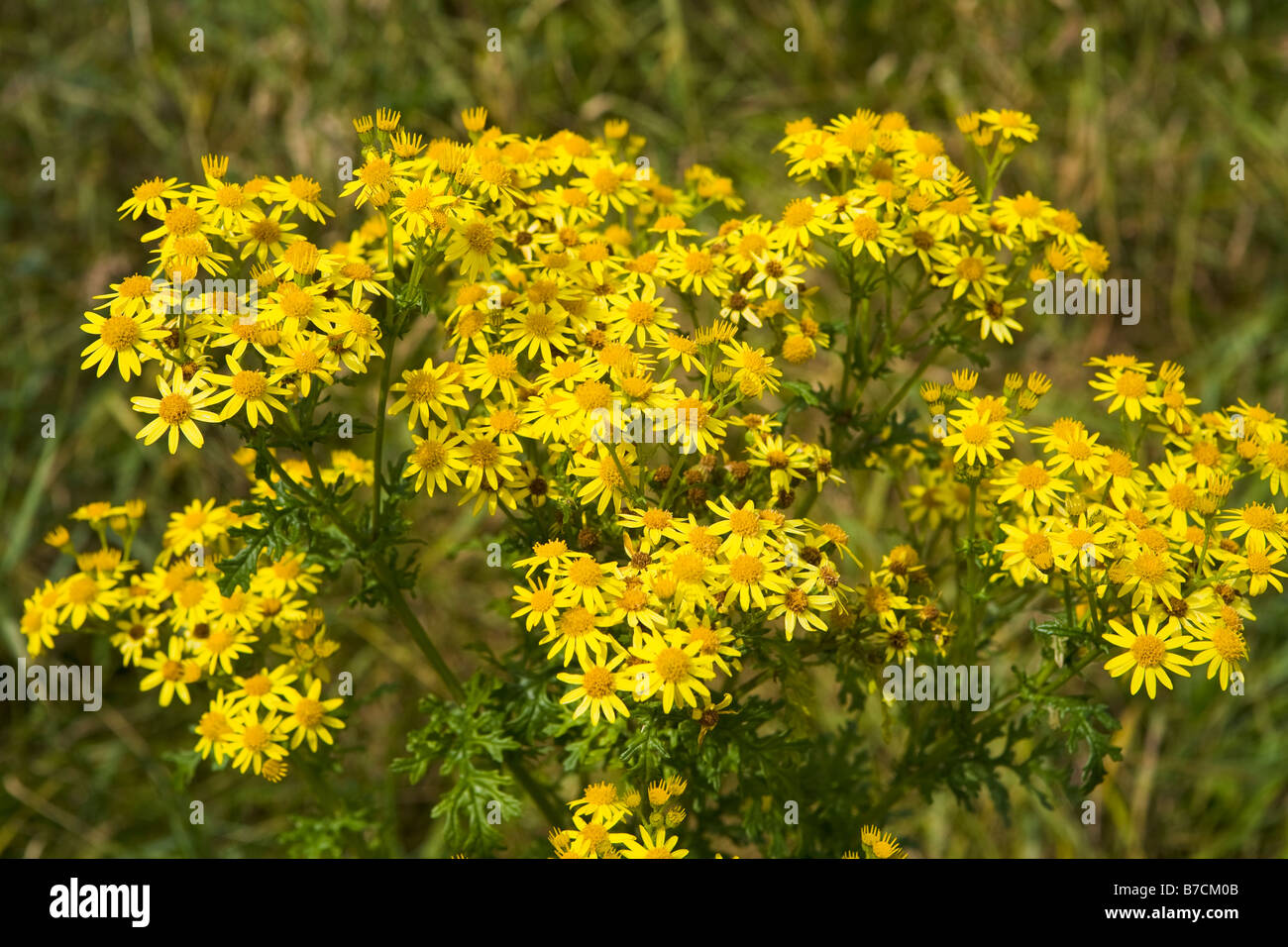 Common Ragwort Senacio Jacobaea a plant poisonous to many animals Stock ...
