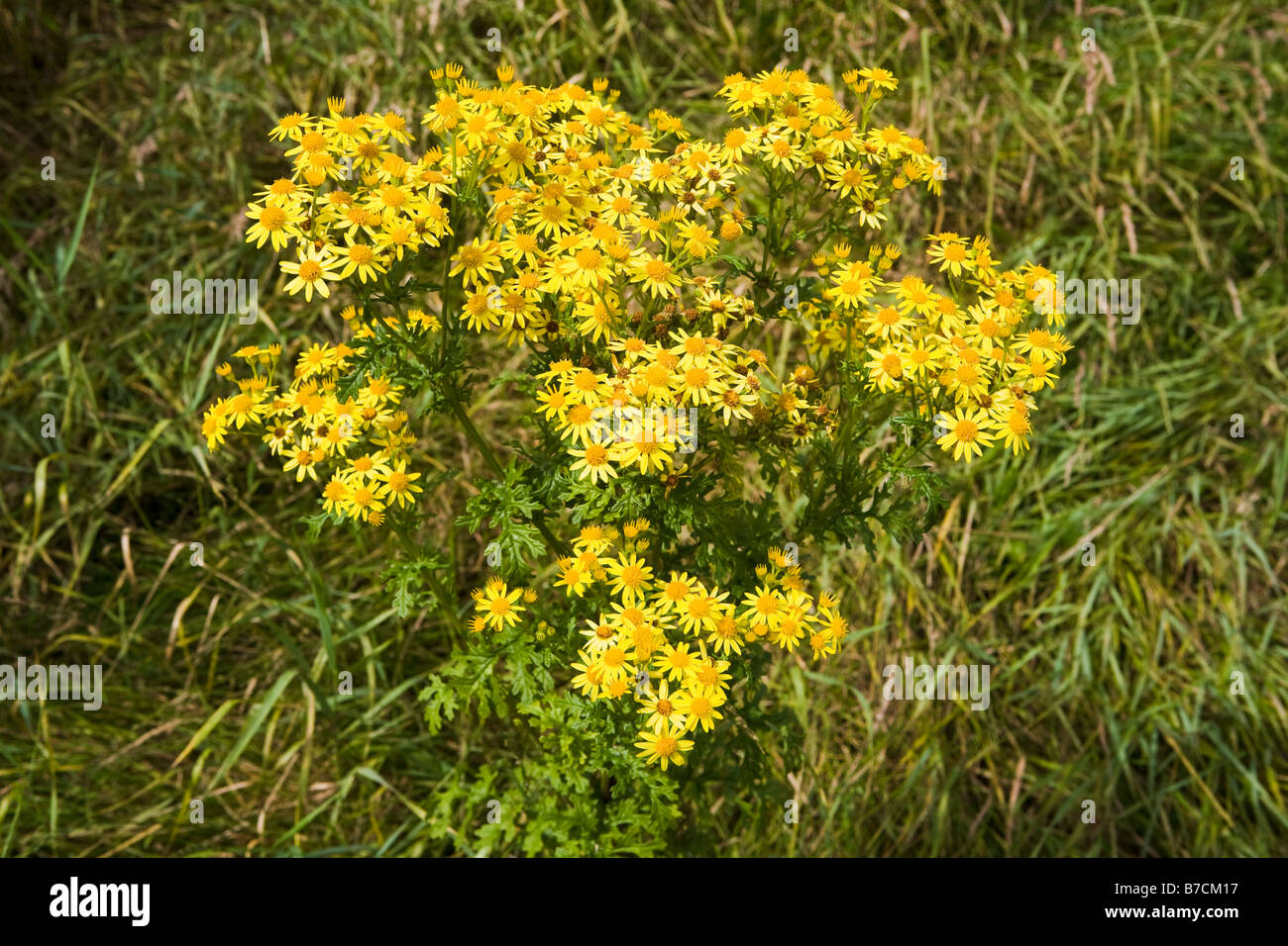 Common Ragwort Senacio Jacobaea a plant poisonous to many animals Stock ...