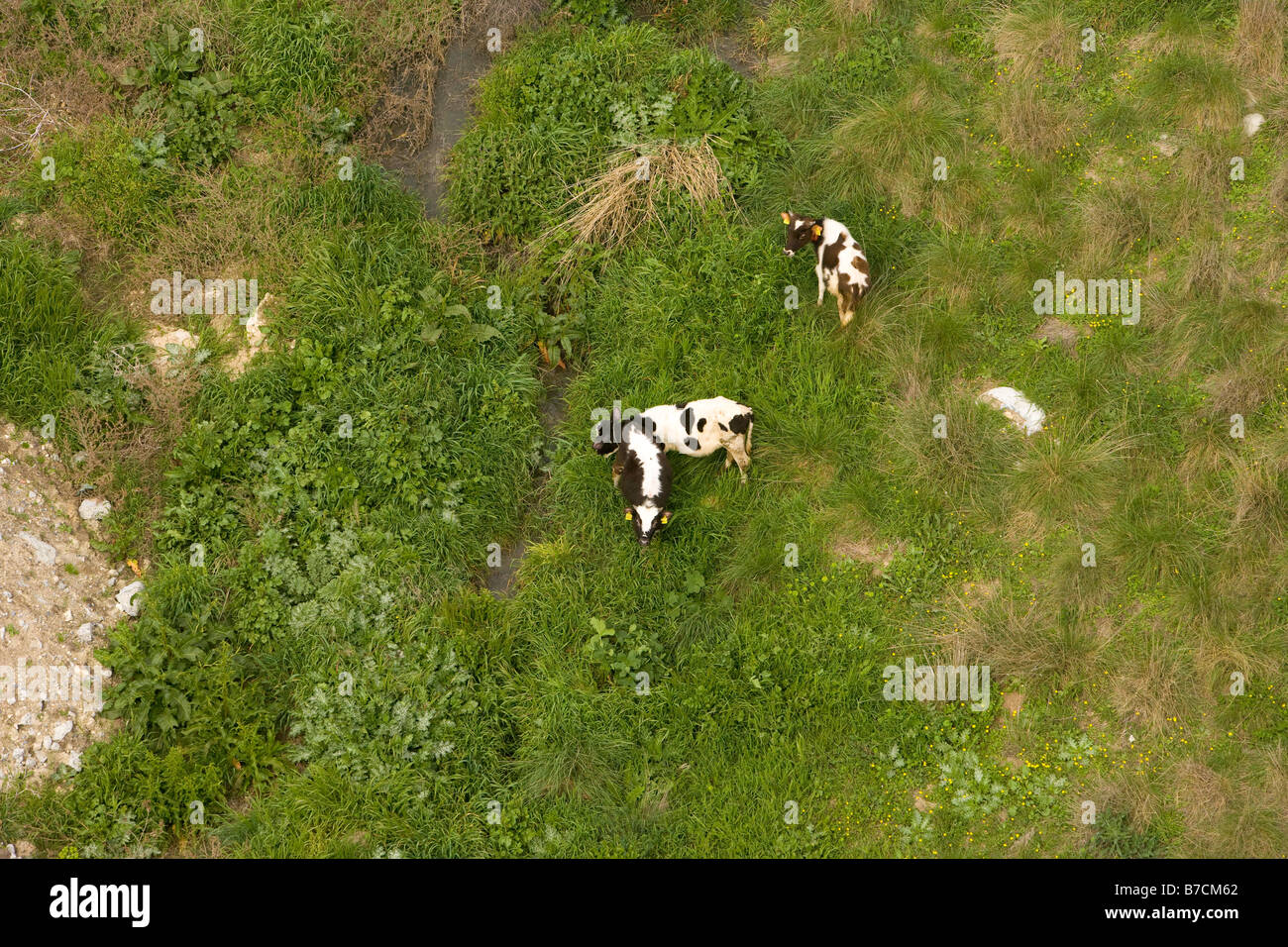Aerial view of three grazing cows Buyukcekmece Istanbul Turkey Stock ...