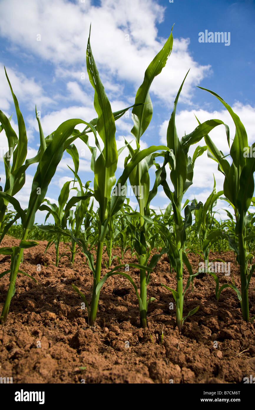 Rows of young crops growing in a rural field Stock Photo - Alamy