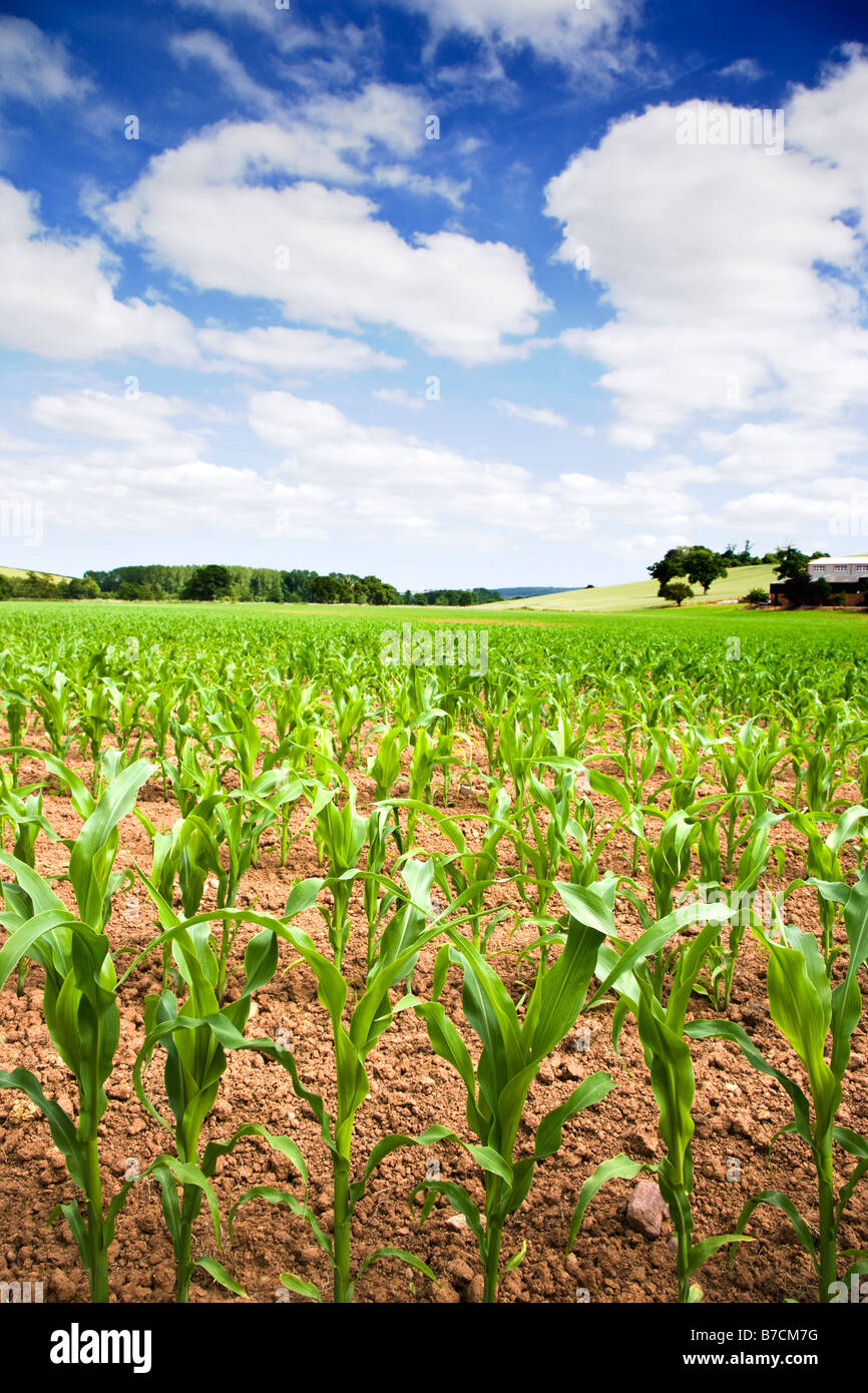 Rows of young crops growing in a rural field Stock Photo - Alamy