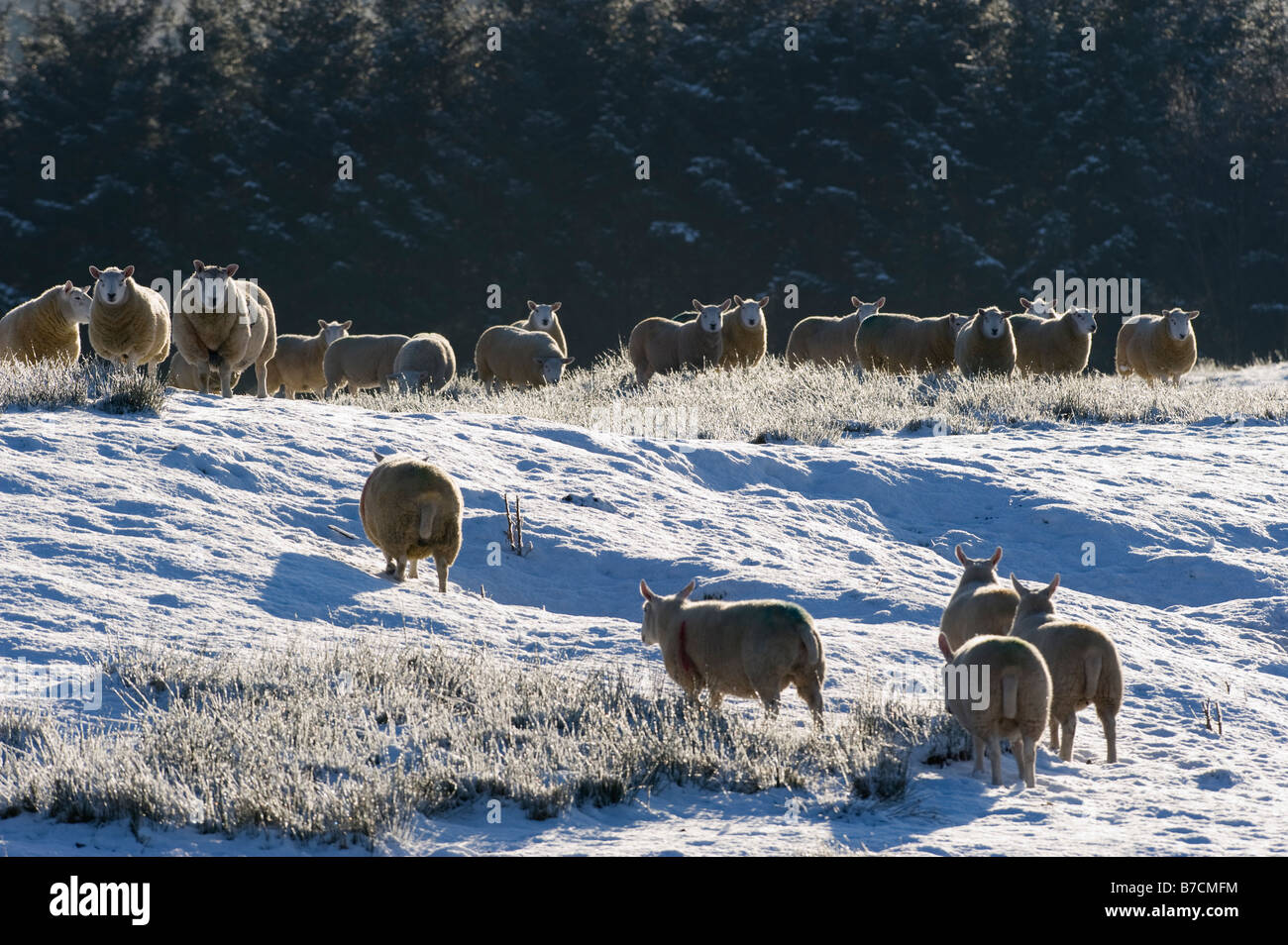 Sheep in snow hi-res stock photography and images - Alamy
