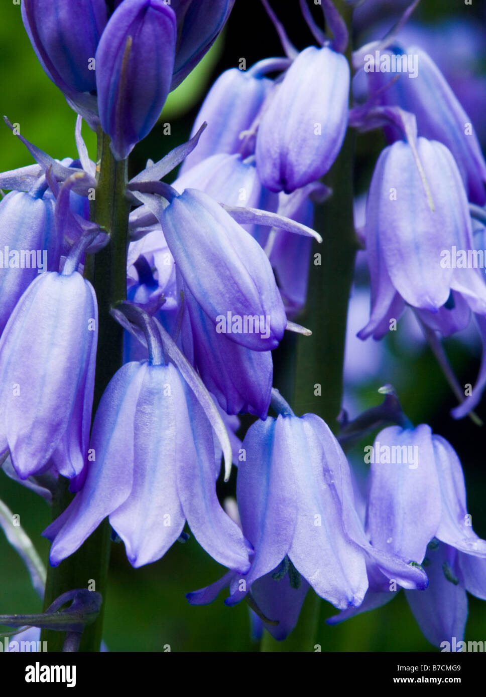 Bluebells garden hi-res stock photography and images - Alamy