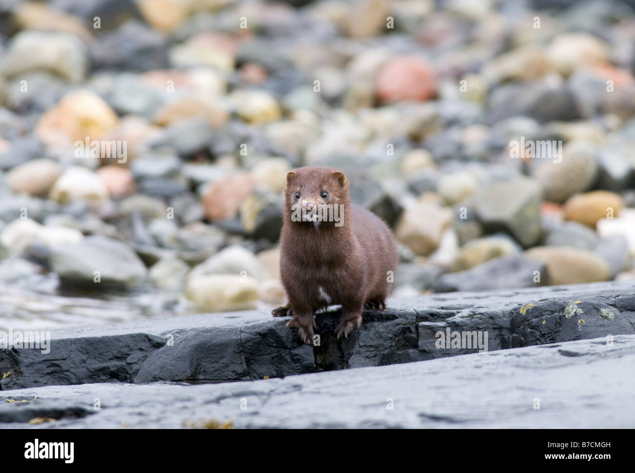 American mink scotland hi-res stock photography and images - Alamy