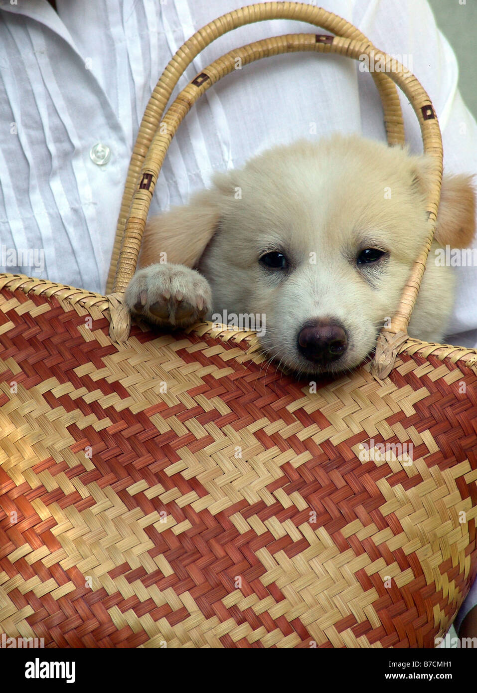 Balinese race of dogs in a basket hi-res stock photography and images ...