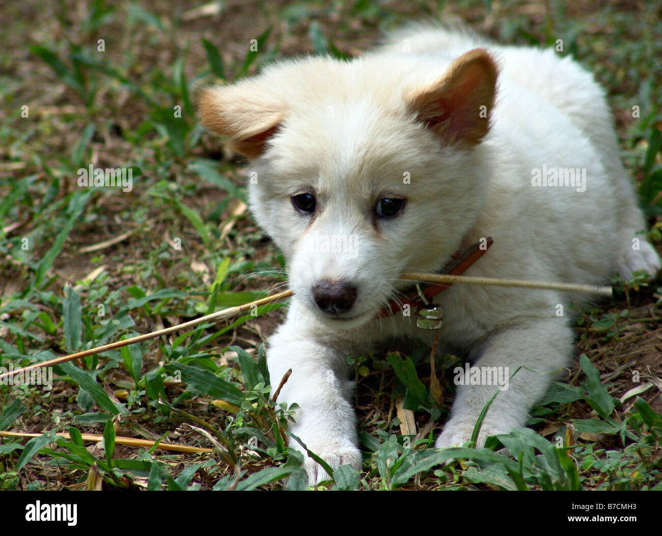 Kintamani (Canis lupus f. familiaris), puppy of a balinese race of dogs ...