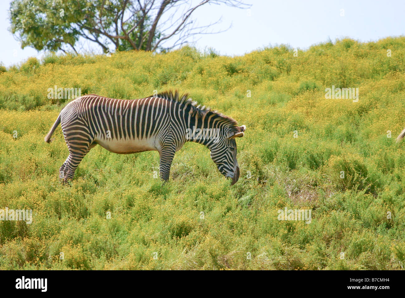 Grevy s zebra hi-res stock photography and images - Alamy