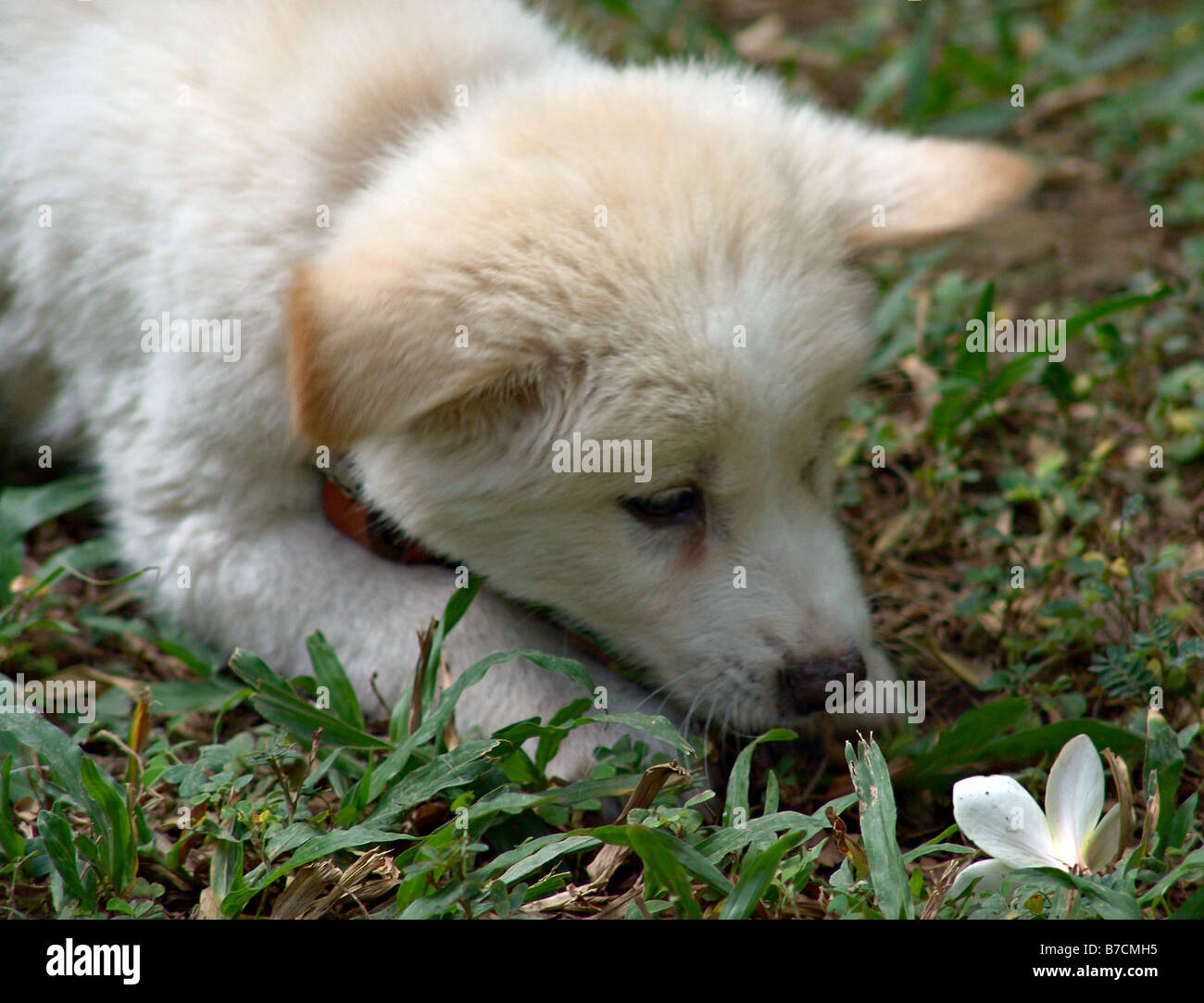 Kintamani (Canis lupus f. familiaris), puppy of a balinese race of dogs ...