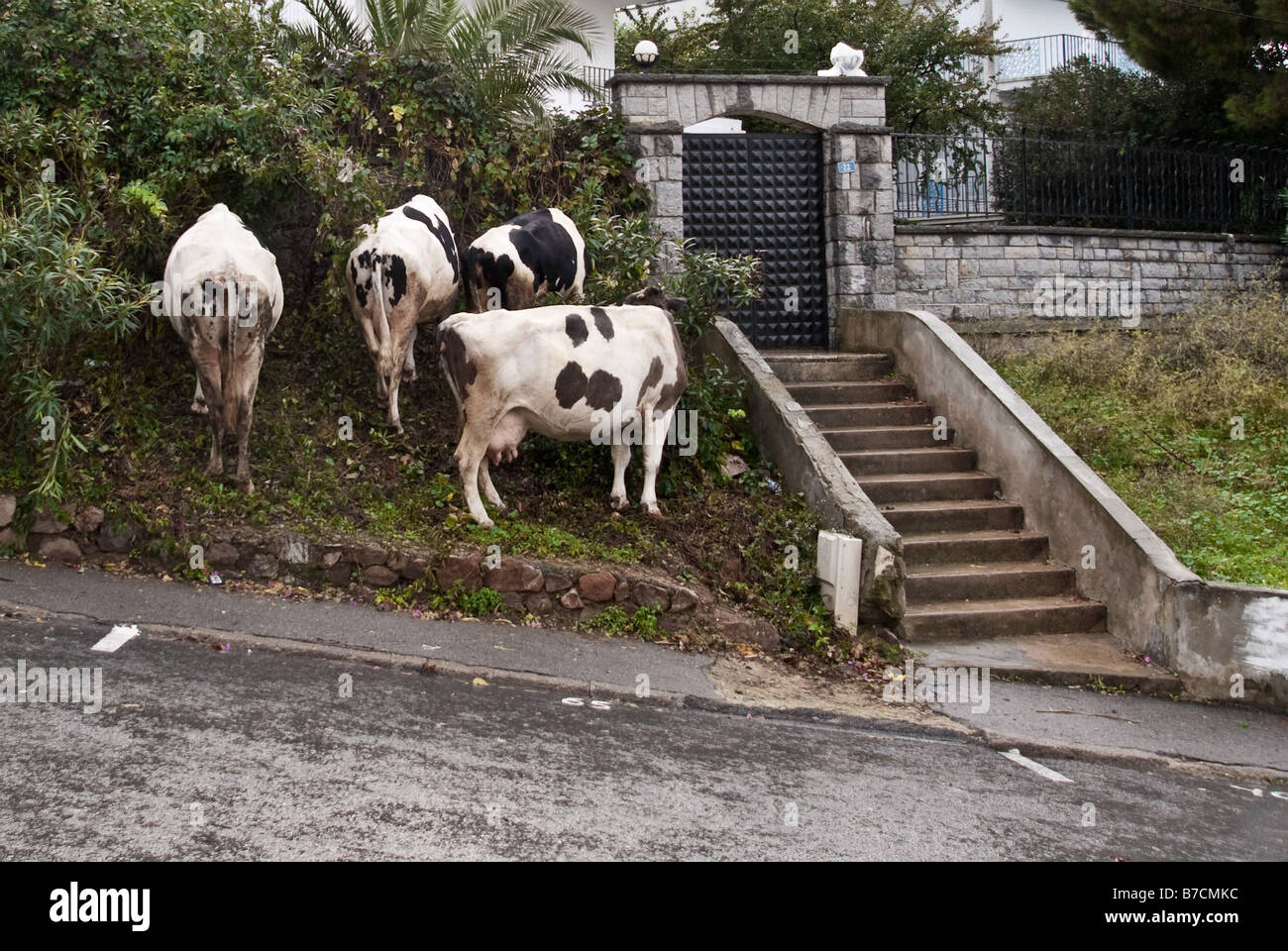 Cows eating in the bushes beside steps Stock Photo - Alamy