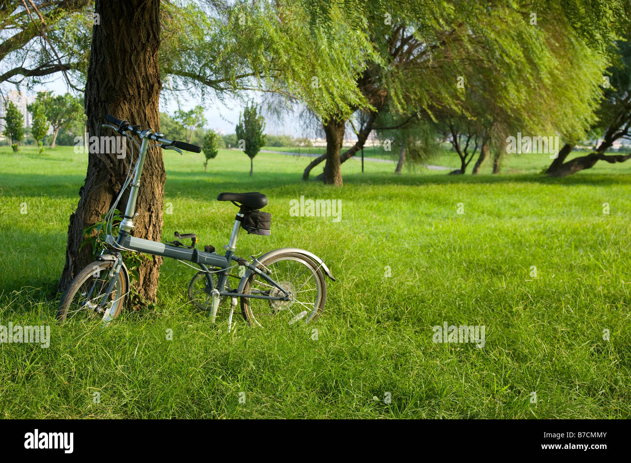 A bicycle under a tall tree on the lawn Stock Photo - Alamy