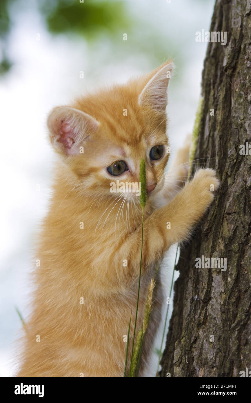 domestic cat, house cat (Felis silvestris f. catus), kitty climbing on ...