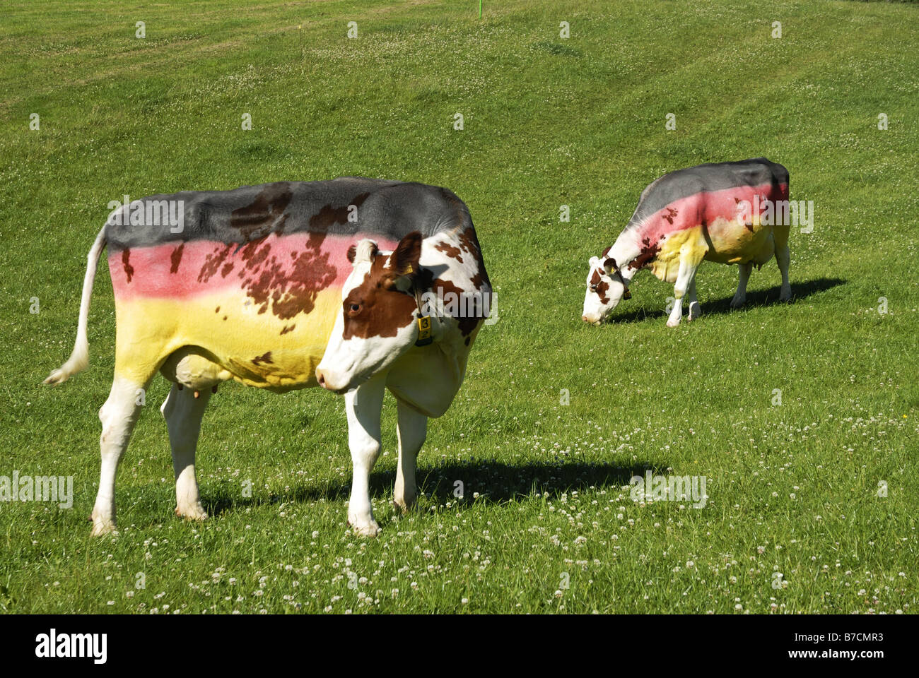 domestic cattle (Bos primigenius f. taurus), cows painted in the ...