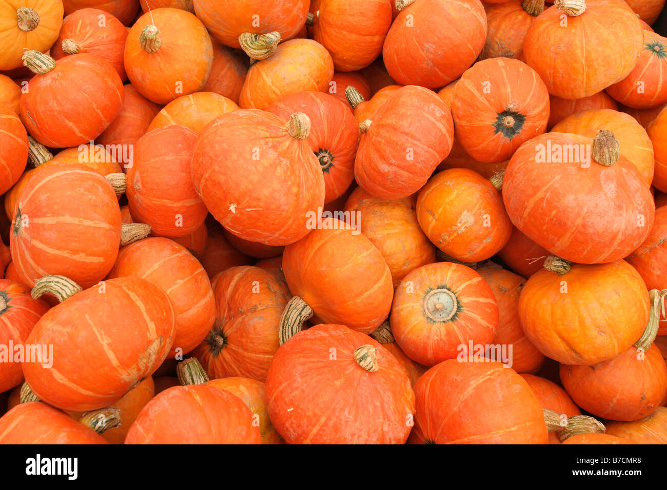 Bin of squash hi-res stock photography and images - Alamy