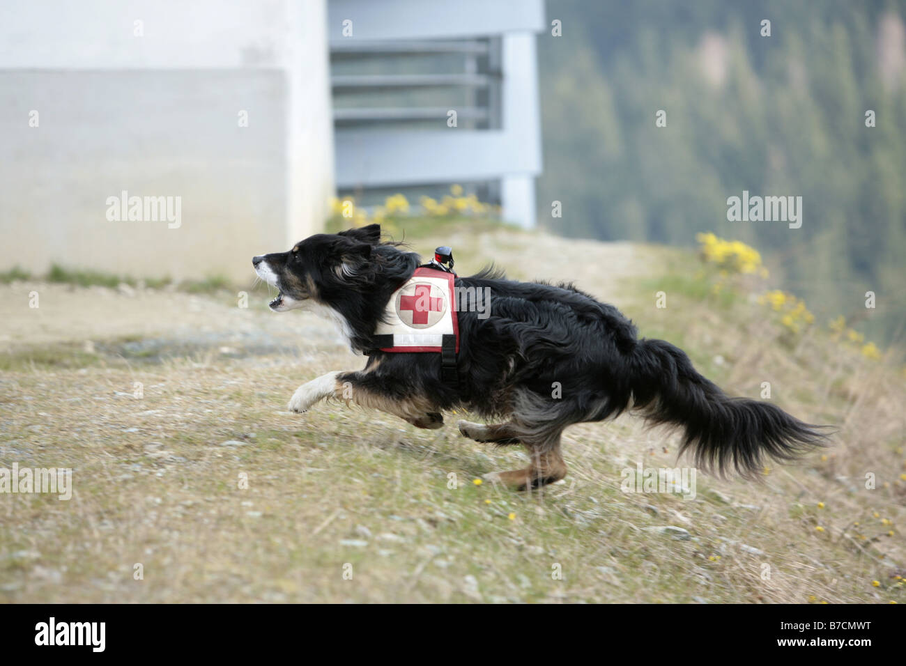 Rescue dog relay hi-res stock photography and images - Alamy
