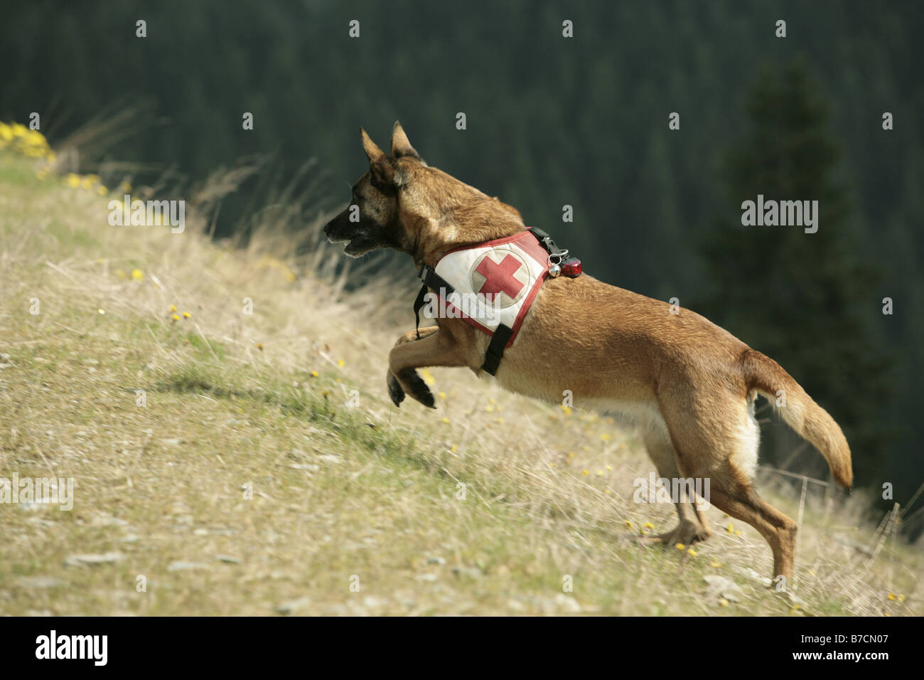 domestic dog (Canis lupus f. familiaris), exercise of the rescue dog ...