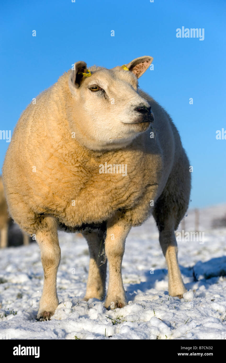 Beltex sheep hi-res stock photography and images - Alamy