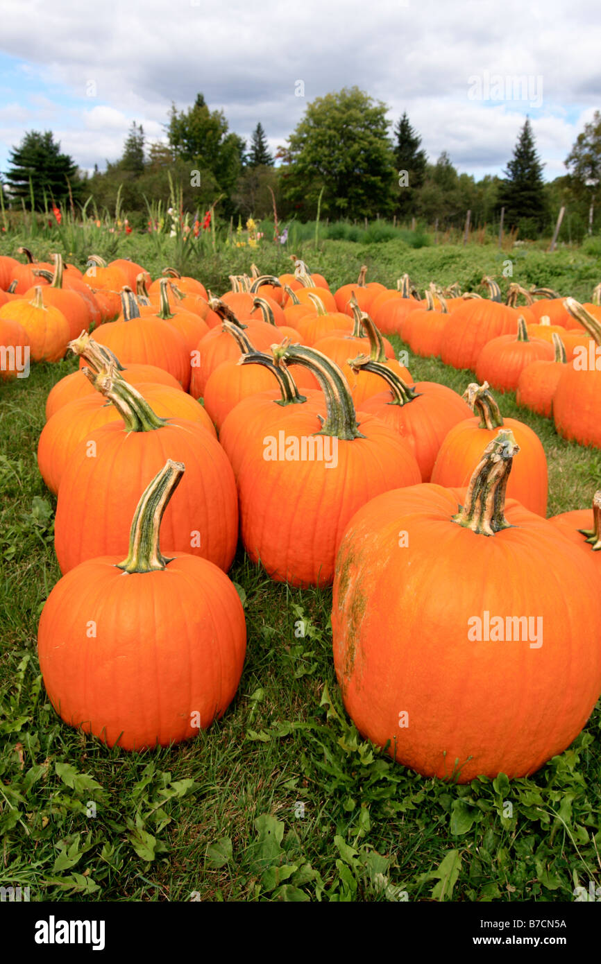 Species cucurbita mixta hi-res stock photography and images - Alamy