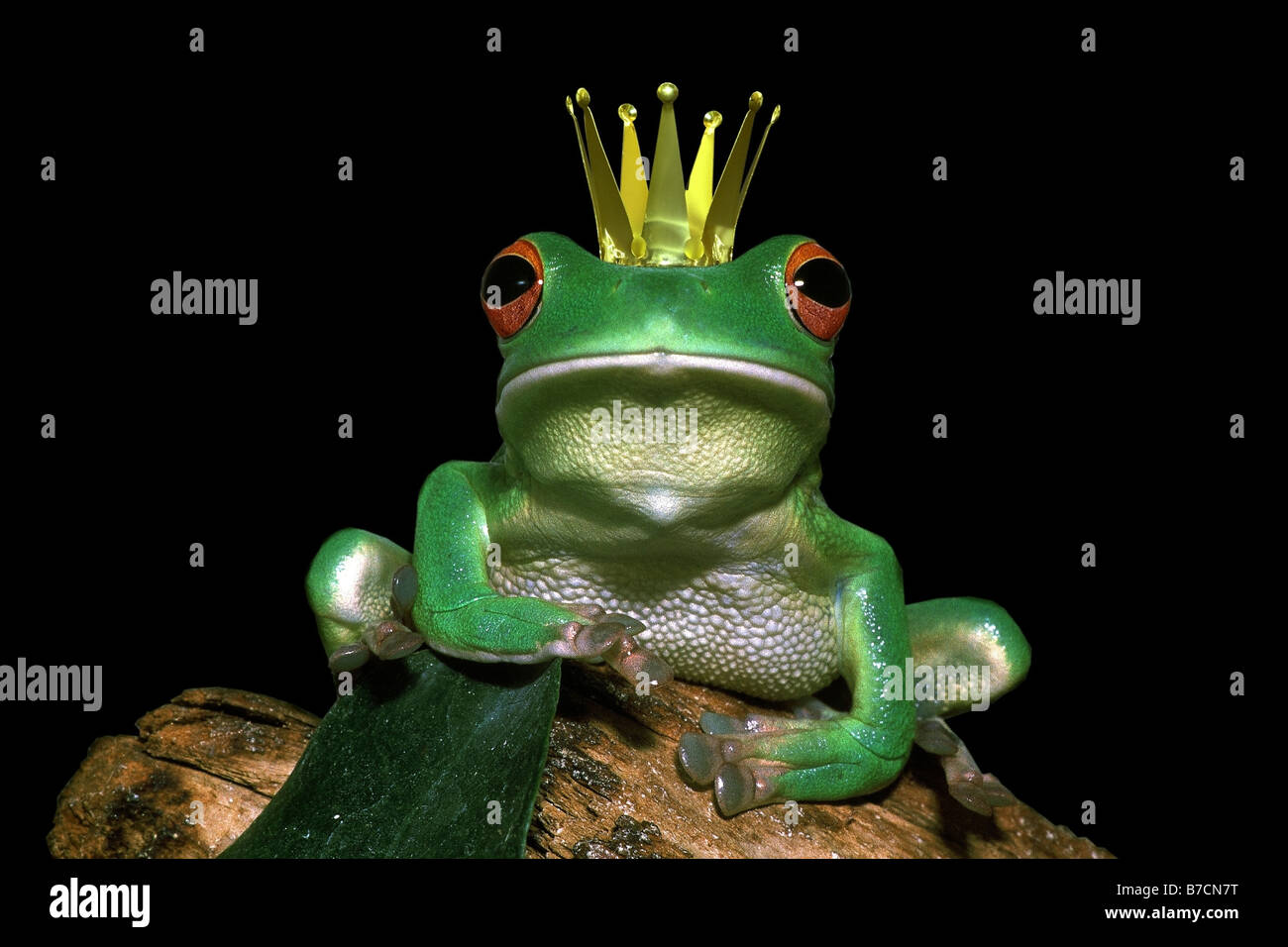 Frogs and king hi-res stock photography and images - Alamy