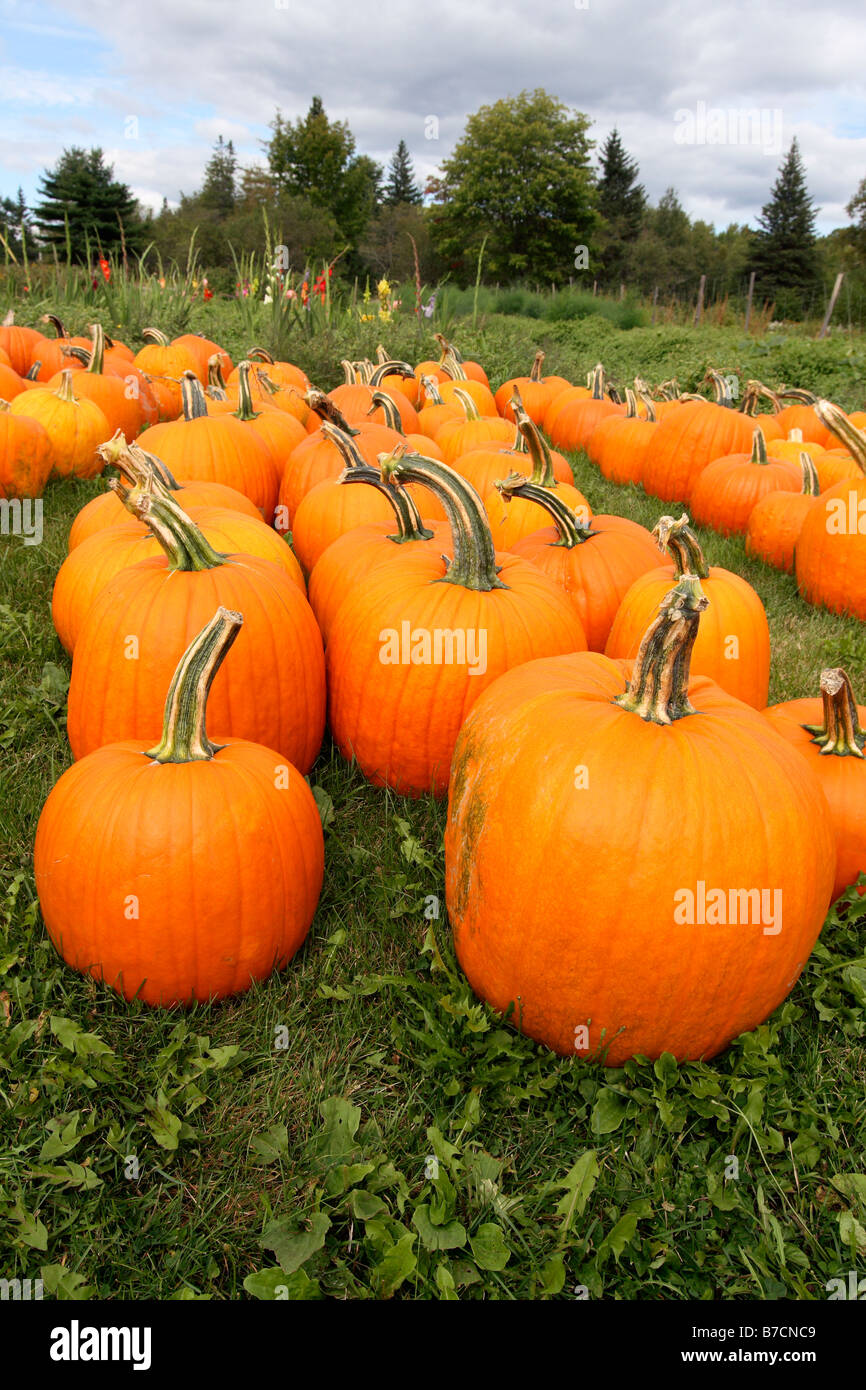 Species cucurbita mixta hi-res stock photography and images - Alamy