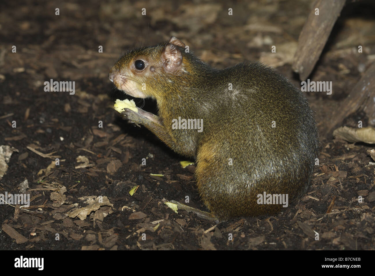 Pratti hi-res stock photography and images - Alamy