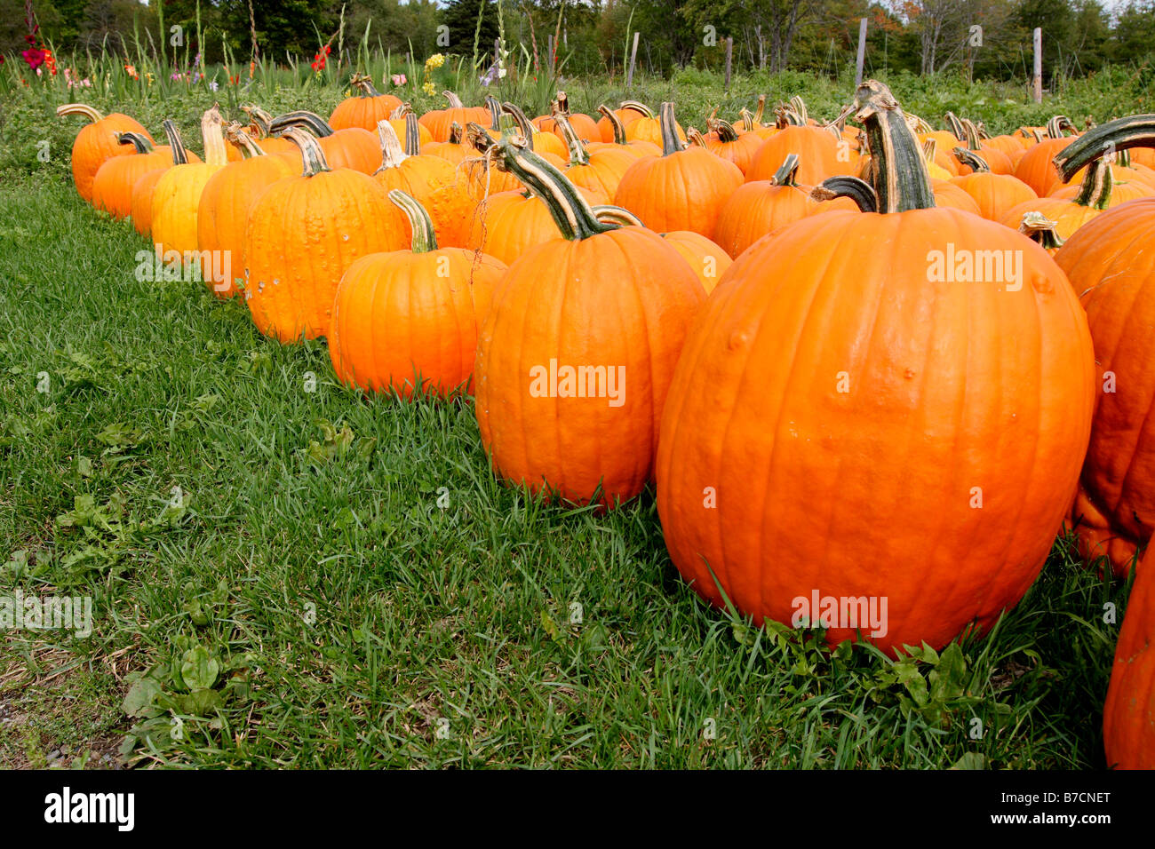 Species cucurbita mixta hi-res stock photography and images - Alamy