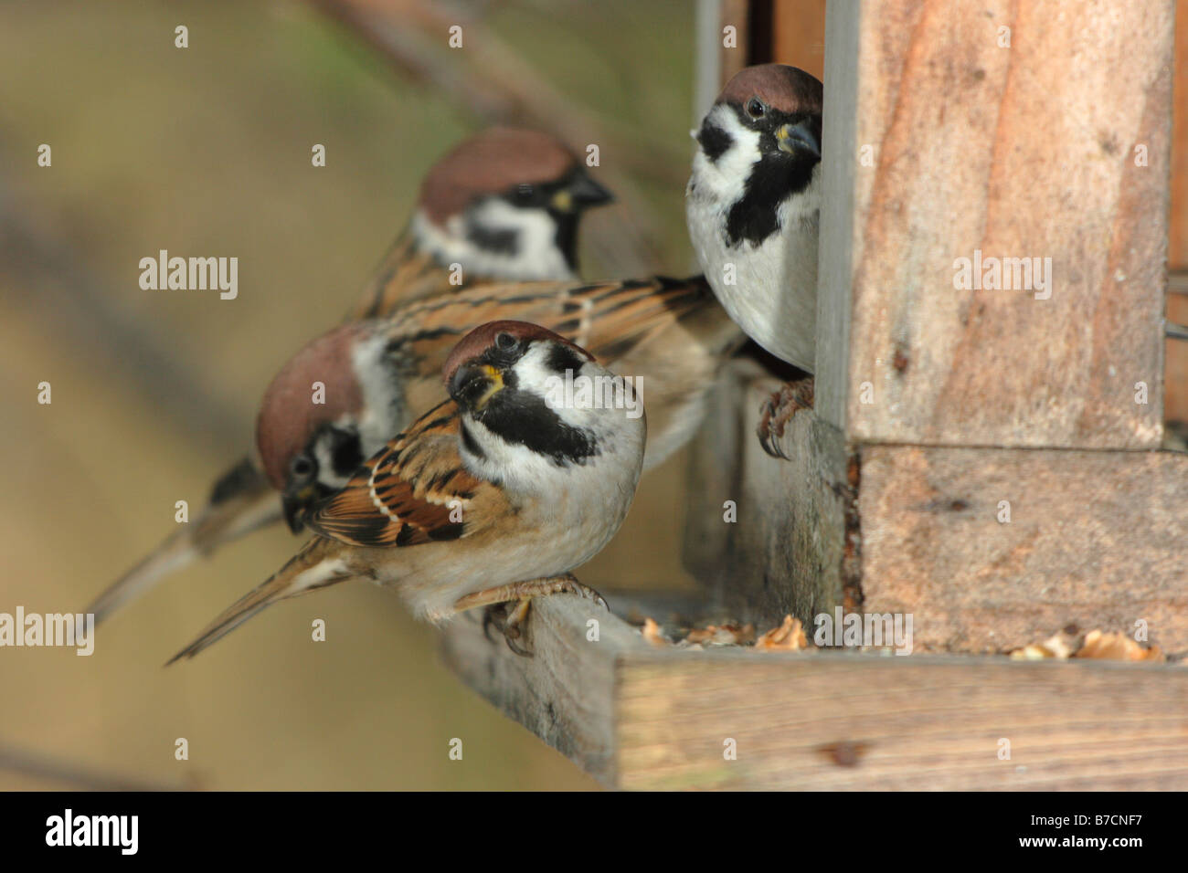 Four tree sparrows hi-res stock photography and images - Alamy