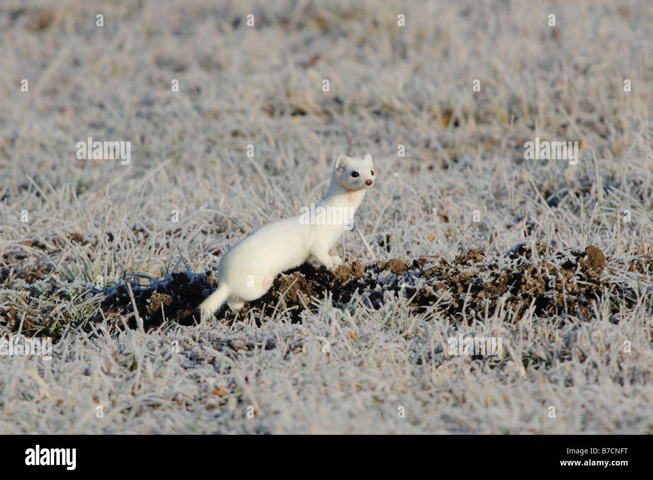 Stoat Face High Resolution Stock Photography and Images - Alamy
