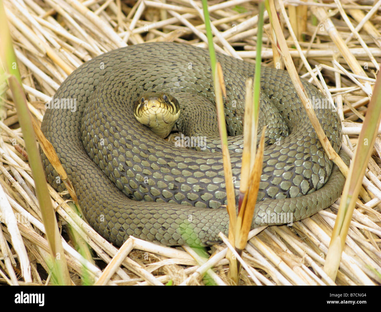 grass snake (Natrix natrix), sunbathing on dry reed, Germany, Bavaria ...