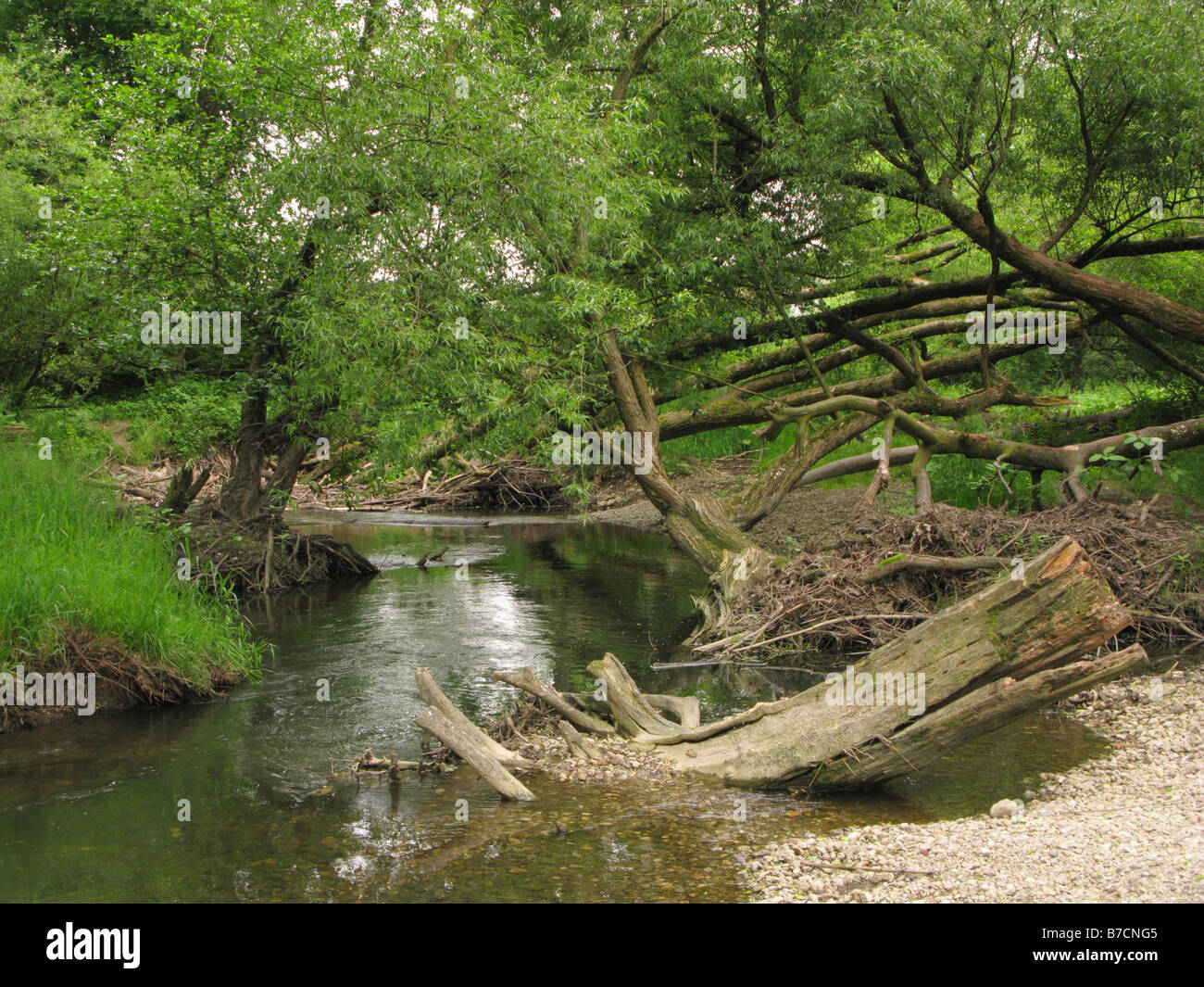 riparian forest with deadwood and willows, Germany, Bavaria, Isental ...