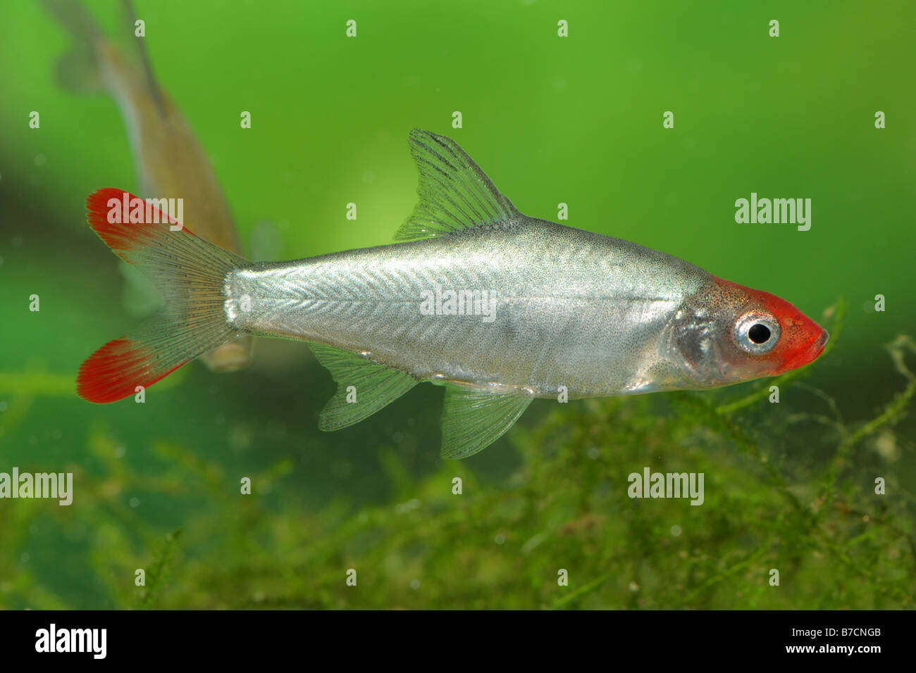 naked microrasbora (Sawbwa resplendens), male Stock Photo - Alamy