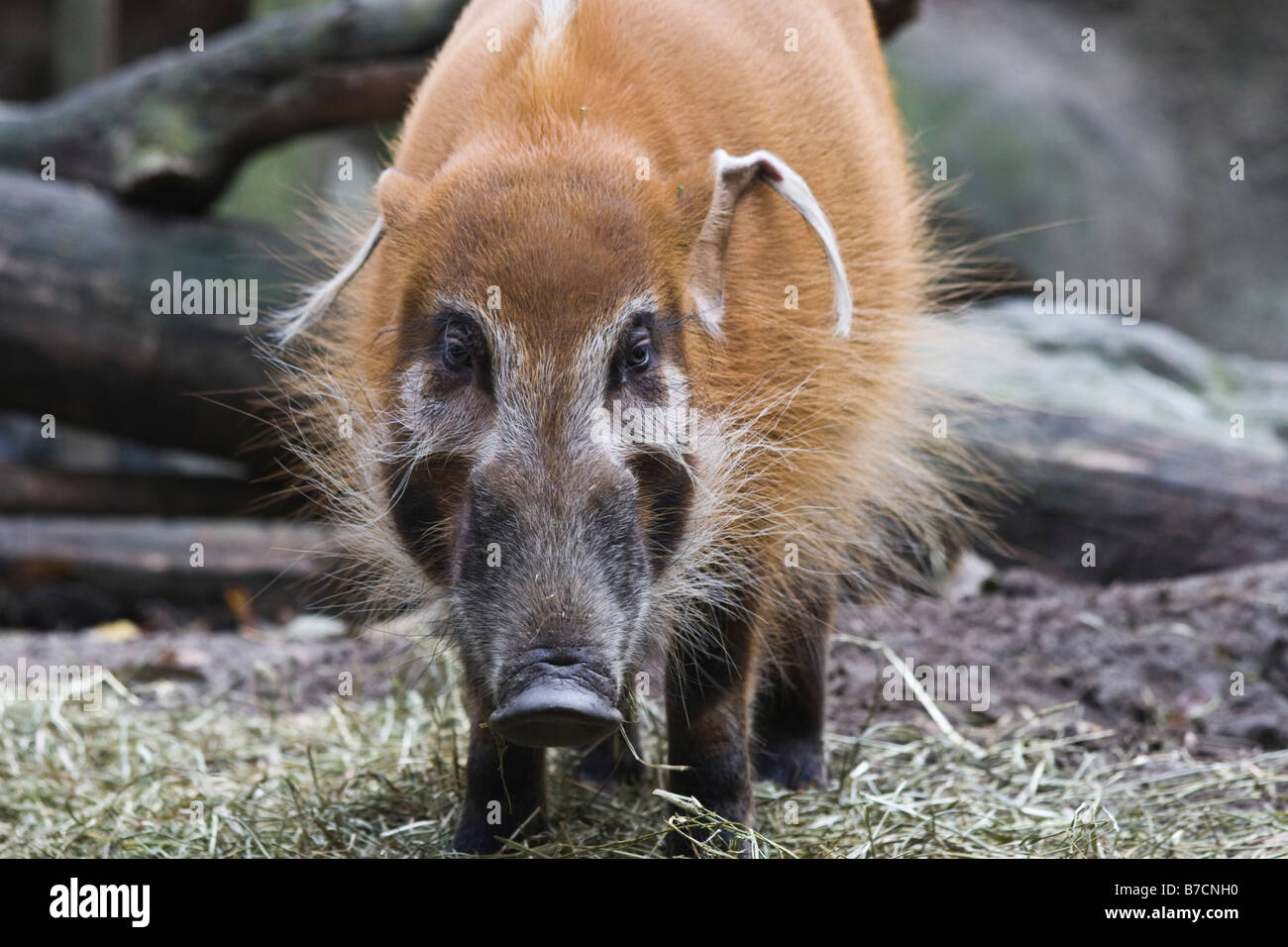 A river hog hi-res stock photography and images - Alamy