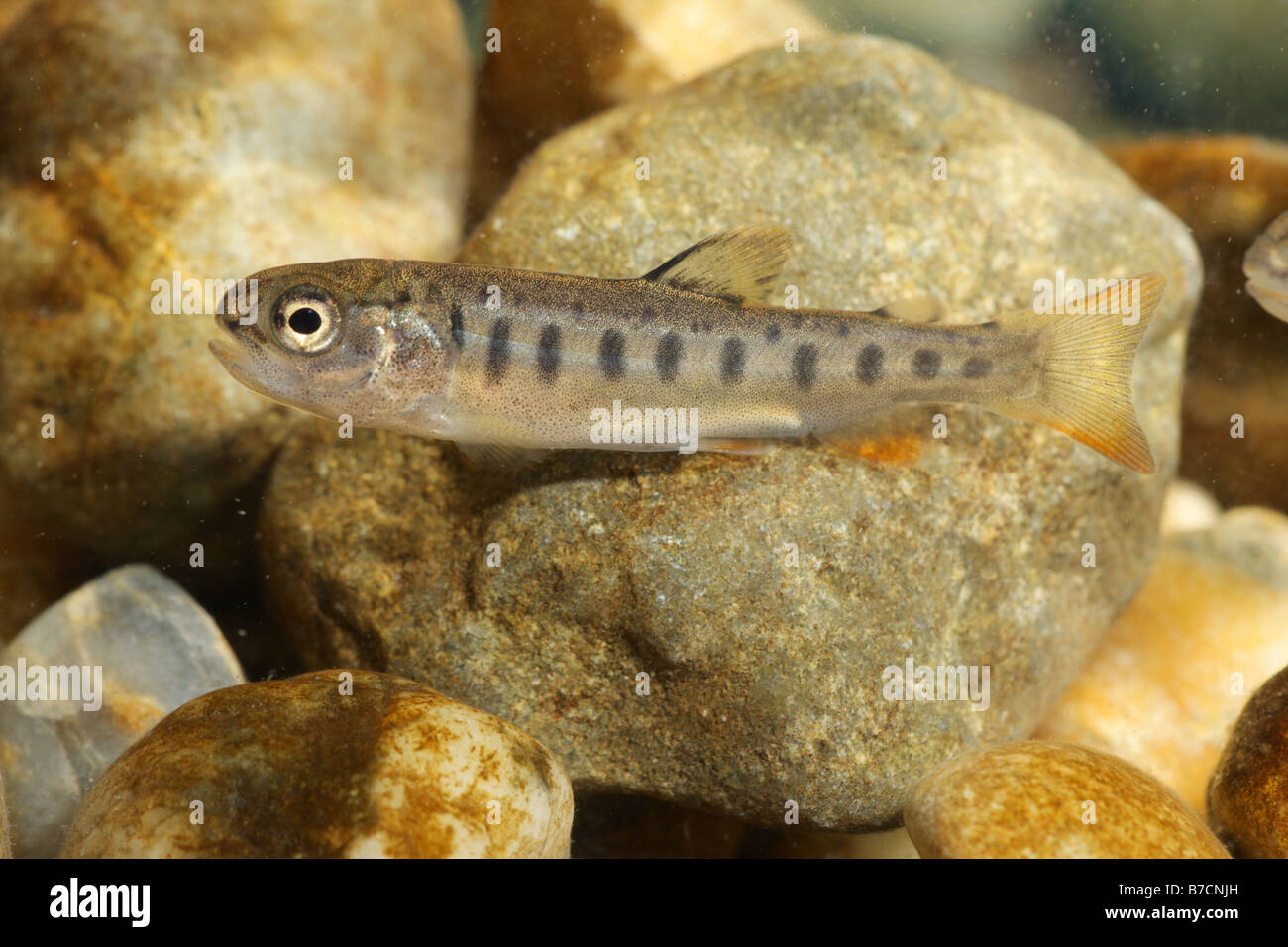 brown trout, river trout, brook trout (Salmo trutta fario), juvenile ... brown trout, river trout, brook trout (Salmo trutta fario), juvenile ...