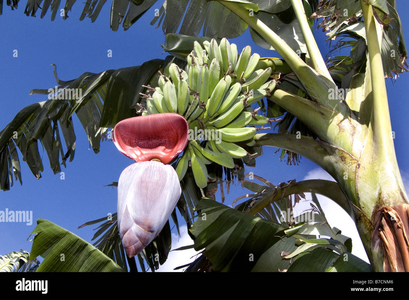 banana (Musa paradisiaca, Musa x paradisiaca), infructescence, Cuba ...