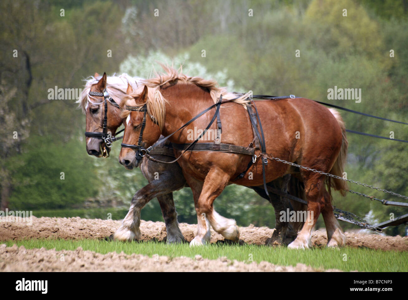 Heavy horses hi-res stock photography and images - Alamy
