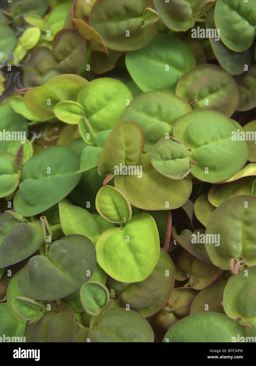 Floating Phyllanthus, Floating Spurge (Phyllanthus fluitans), leaves ...