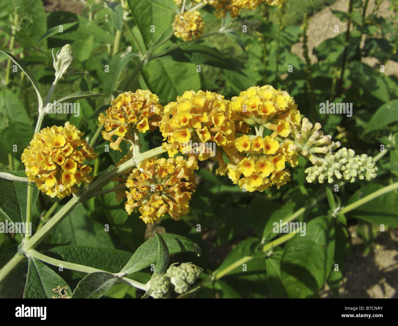 Yellow butterfly bush (Buddleja x weyeriana, Buddleja weyeriana ...