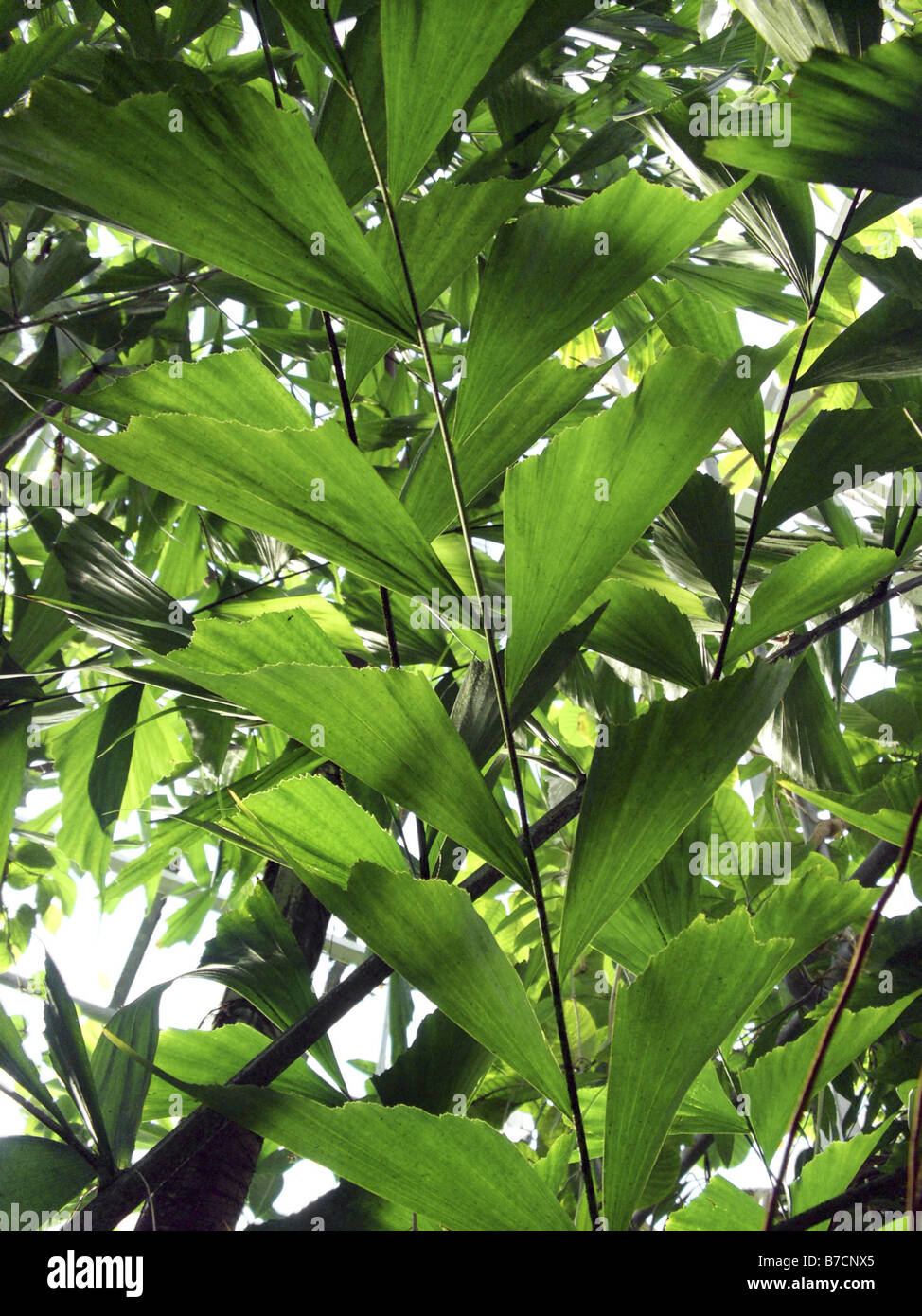 Fishtail palm hi-res stock photography and images - Alamy